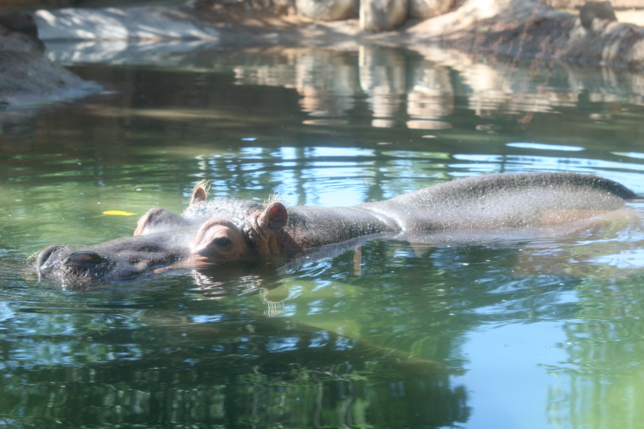 Hippo Suddenly Perishes at Honolulu Zoo - Honolulu Civil Beat