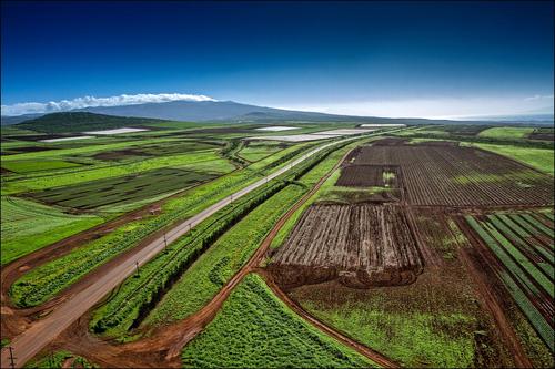 Hawaii Agriculture News - Civil Beat
