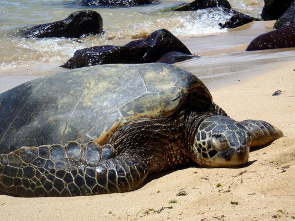 Study: Farm Pollution in Hawaii Is Killing Sea Turtles - Honolulu Civil ...