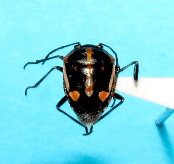 Say Hello to Hawaii's Latest Insect Pest - Honolulu Civil Beat