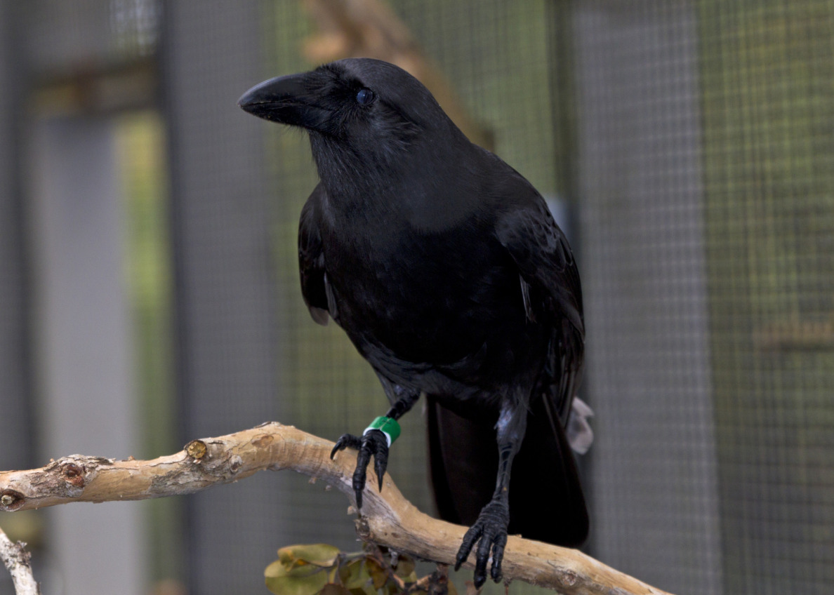 Deadly Mosquitoes Are Killing Off Hawaii's Rare Forest Birds - Honolulu ...