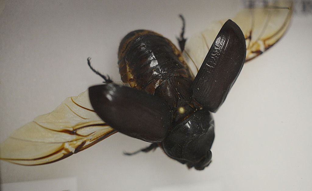 Coconut Rhinoceros Beetles Deal Fatal Blow To Hawaii Palm Trees ...