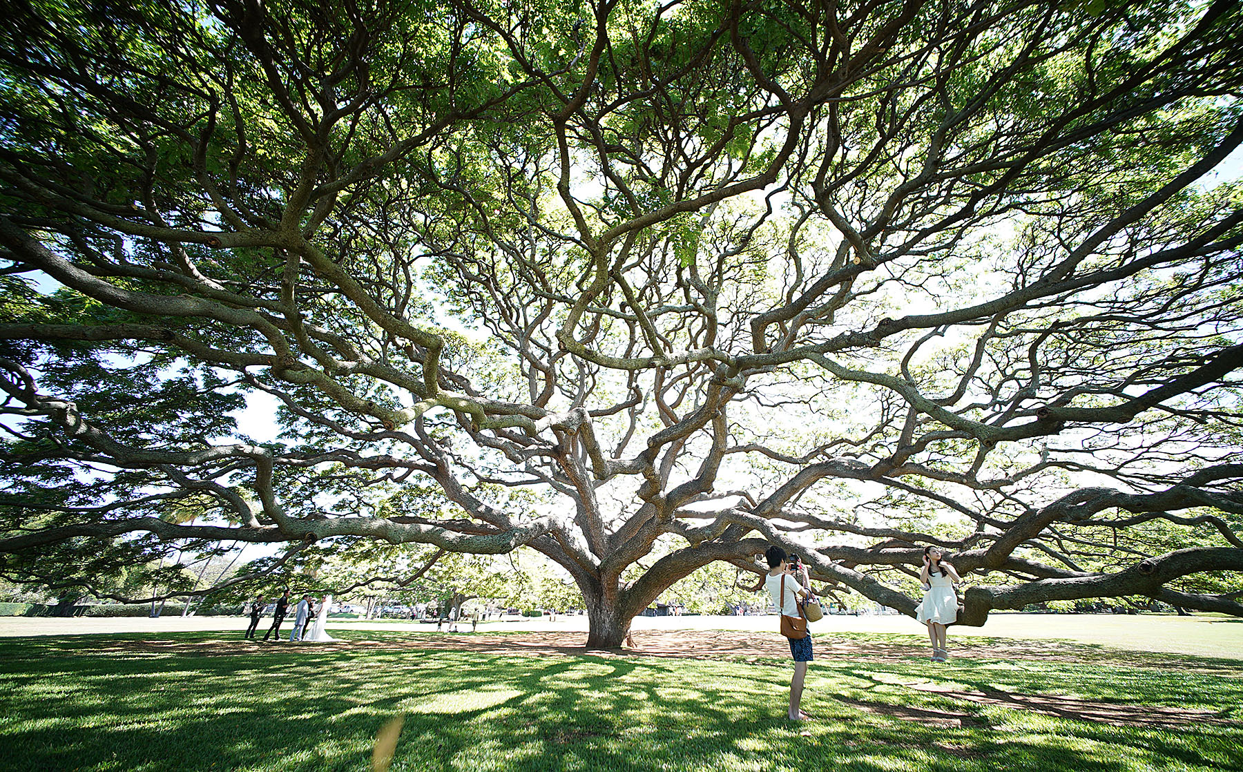 If Only Trees Could Talk - Honolulu Civil Beat