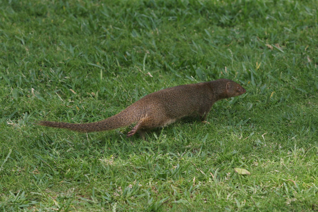 Eradication Plan Won't Kill Just Rodents And Mongooses - Honolulu Civil ...