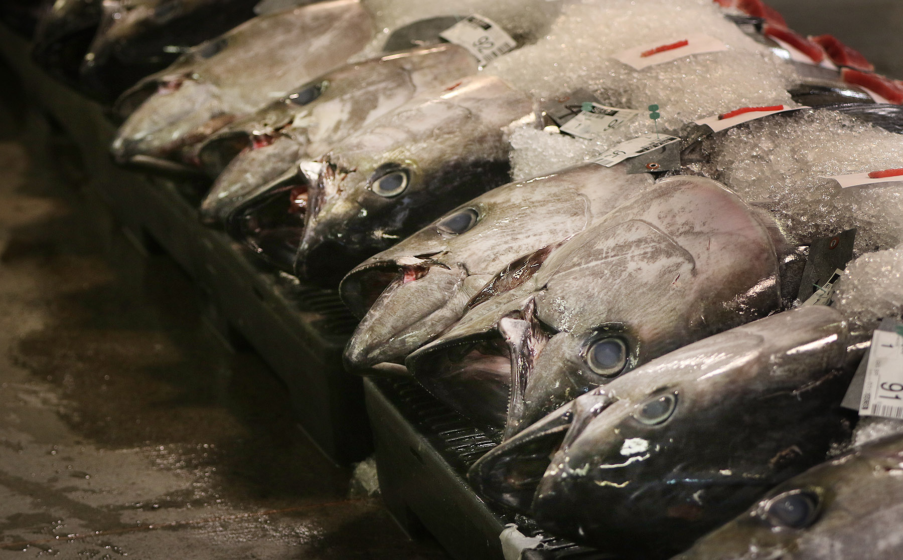 Inquiry, Intervention Needed Now In Fishing Exploitation - Honolulu ...