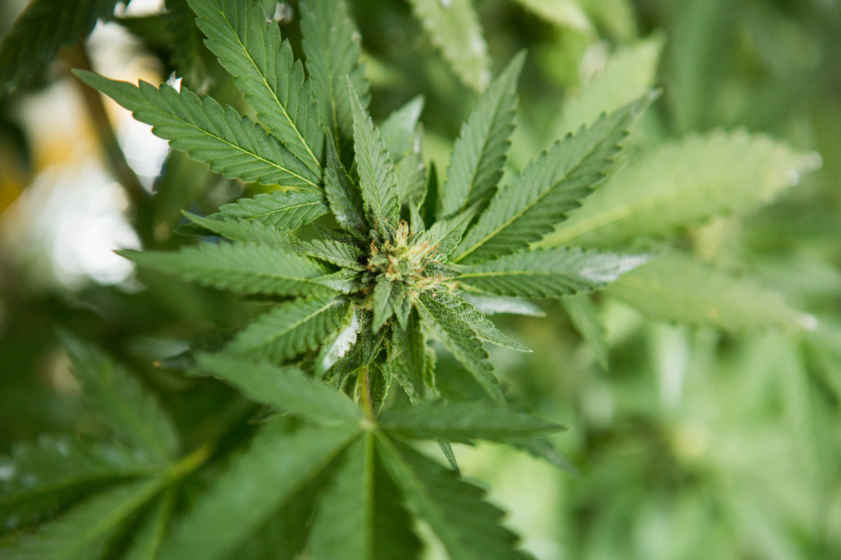 First Hawaii Dispensary Approved For Medical Marijuana Sales - Honolulu ...