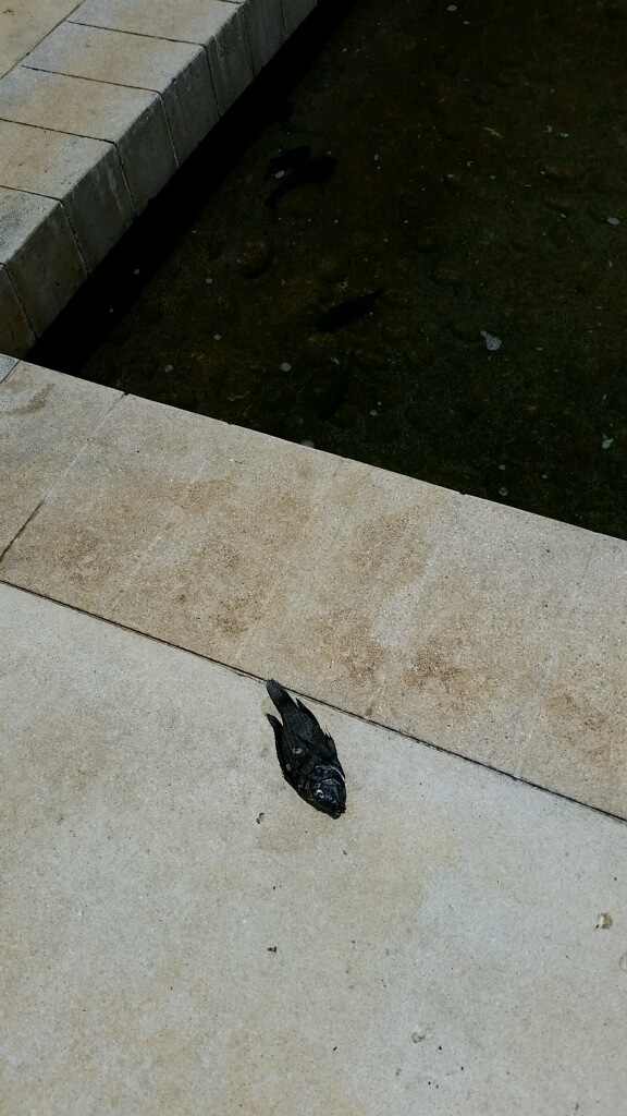 Future Of Hawaii Capitol's Reflecting Pools Is As Murky As The Water ...