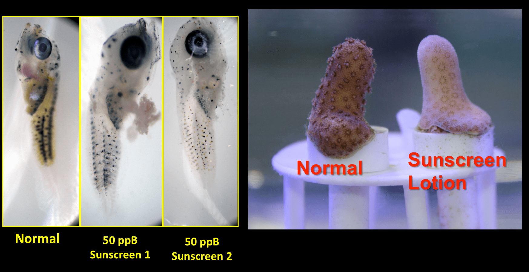 Why You Should Check Your Sunscreen Label Right Now - Honolulu Civil Beat