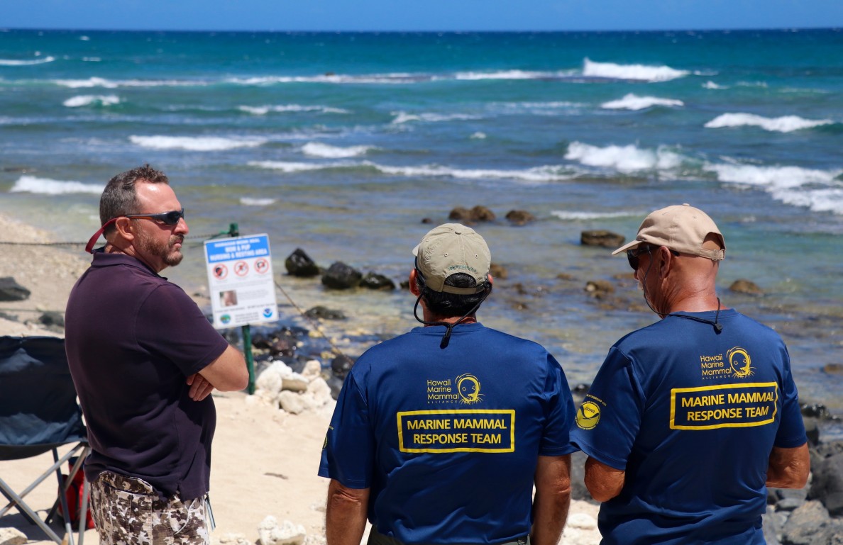 How Cat Poop Is Killing Endangered Seals - Honolulu Civil Beat