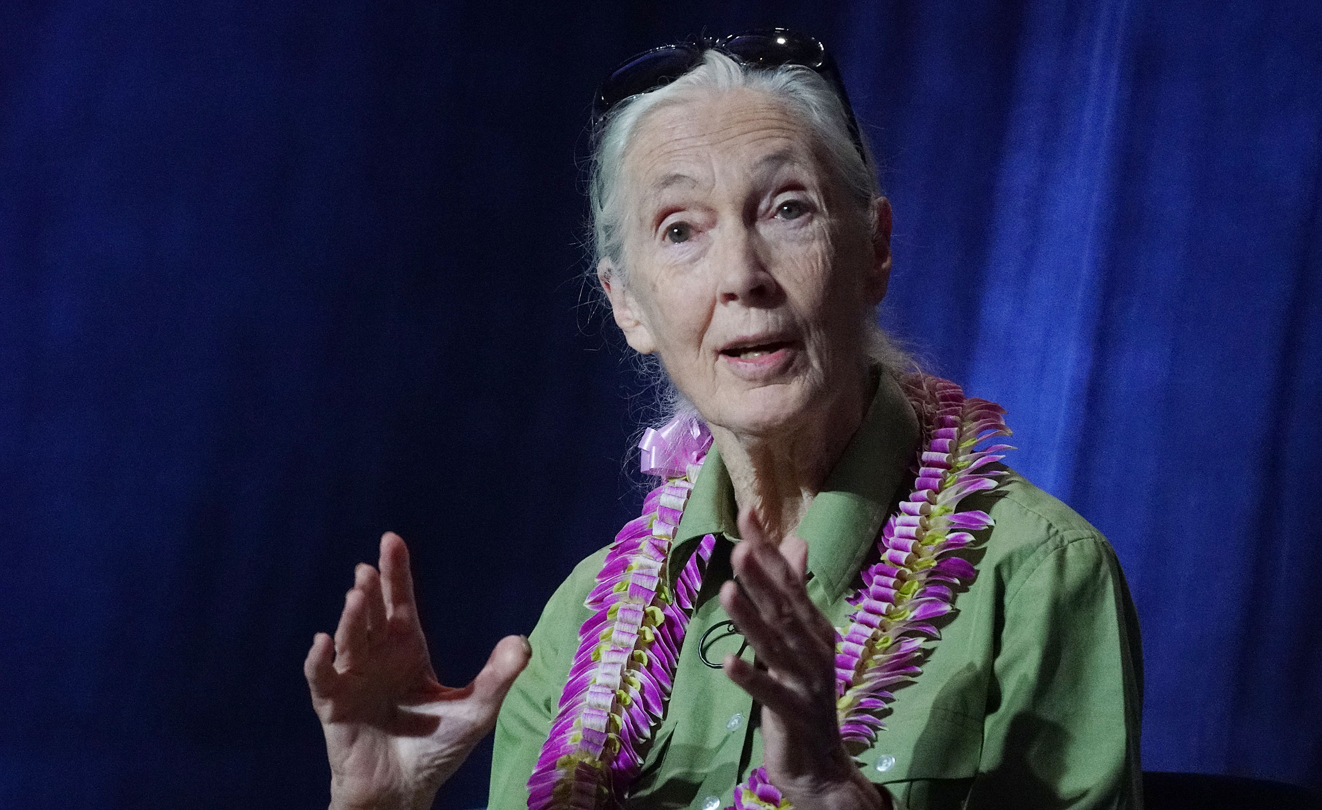 Jane Goodall Says Aloha - Honolulu Civil Beat