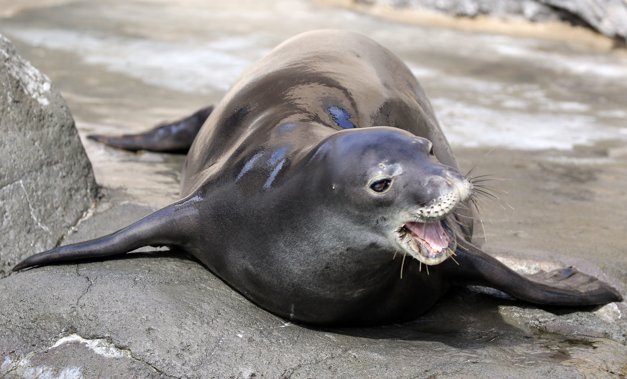 Scientists See 'Glimmer Of Hope' For Hawaiian Monk Seals - Honolulu ...