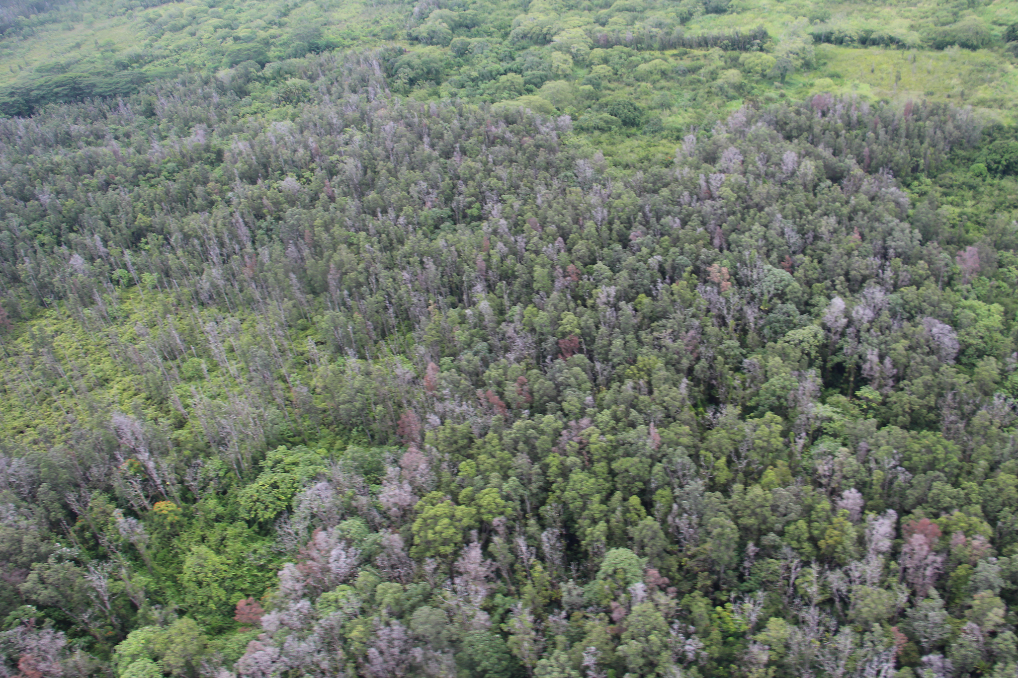 Bret Yager: Scientists Say There’s Hope For Dying Ohia Trees - Honolulu ...
