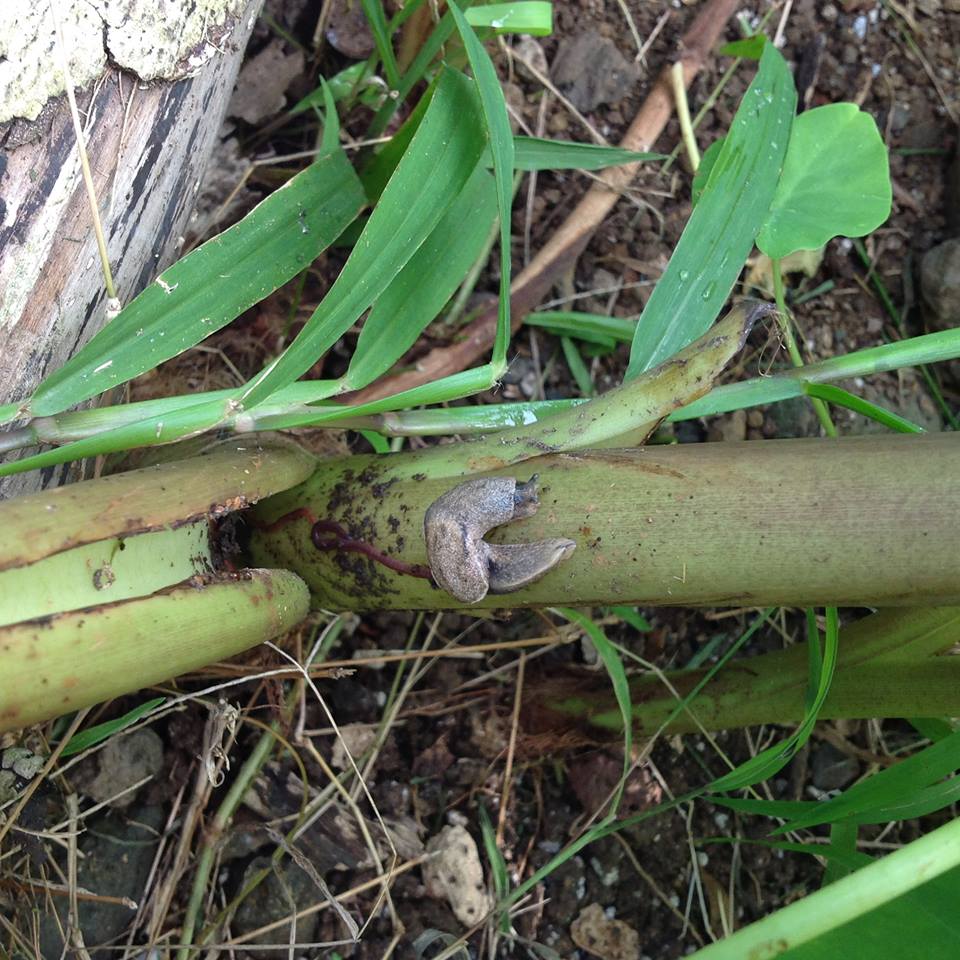 Tad Bartimus: What You Need To Know About Rat Lungworm Disease ...