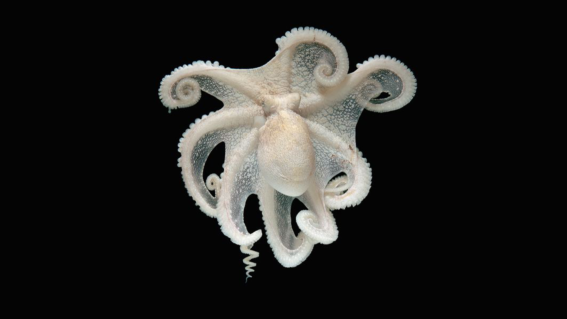 Tad Bartimus: Rare Glimpses Of The Creatures Of Papahanaumokuakea ...