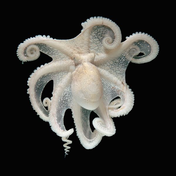 Tad Bartimus: Rare Glimpses Of The Creatures Of Papahanaumokuakea ...