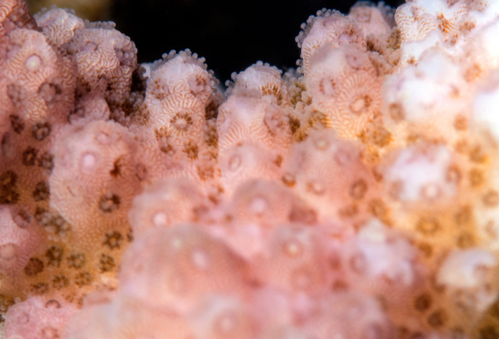 The Sex Life Of Coral: Why Scientists Think It Could Save Us All ...