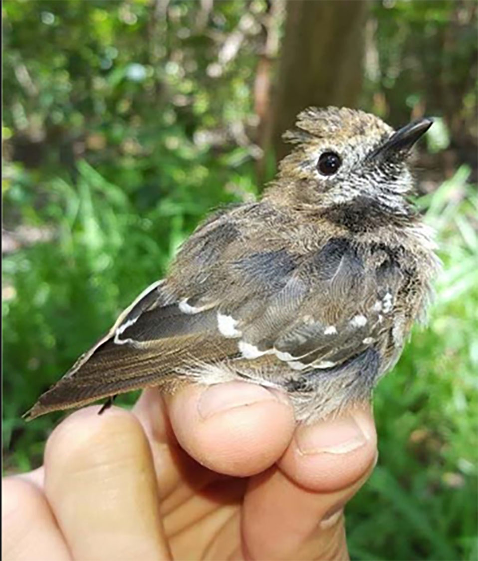 Air Dropping Poison Could Help Save Elepaio Bird - Honolulu Civil Beat