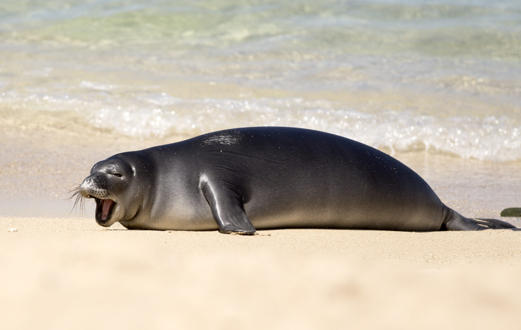 Monk Seal Pup To Be Relocated From Waikiki Beach - Honolulu Civil Beat
