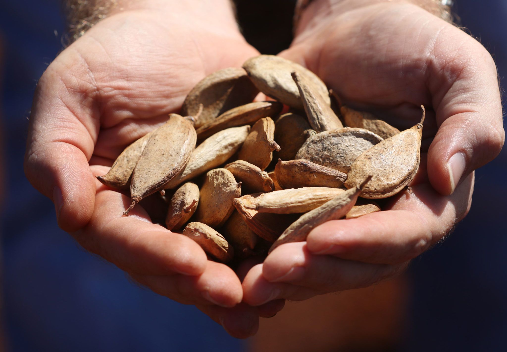 Is Pongamia Hawaii's Next Bigtime Crop? - Honolulu Civil Beat