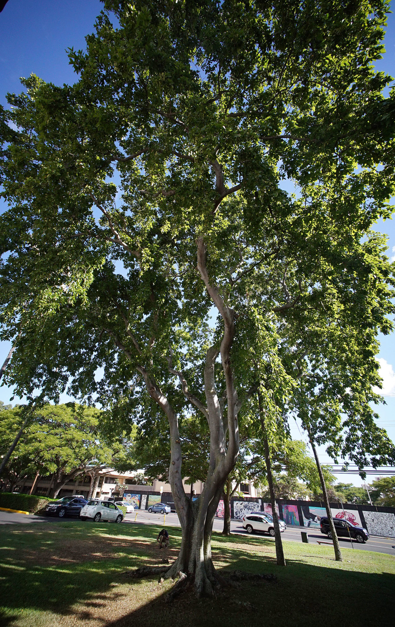 Is Pongamia Hawaii's Next Bigtime Crop? - Honolulu Civil Beat