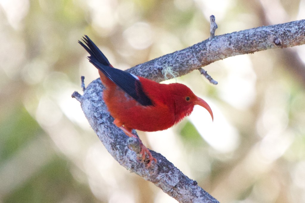 ‘I’iwi Bird Now Protected By Endangered Species Act - Honolulu Civil Beat