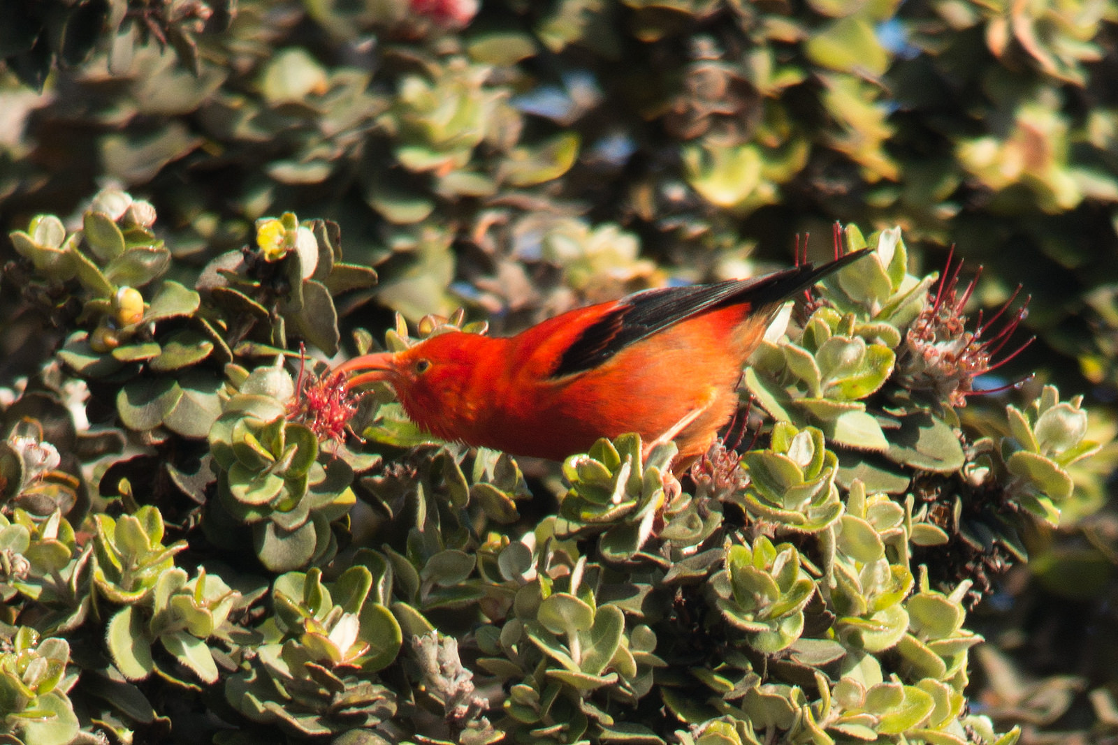 ‘I’iwi Bird Now Protected By Endangered Species Act - Honolulu Civil Beat