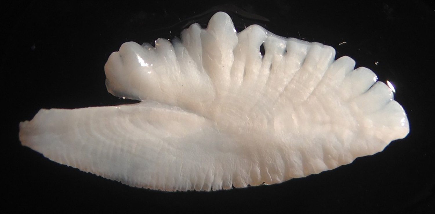 onaga fish otolith age - Honolulu Civil Beat