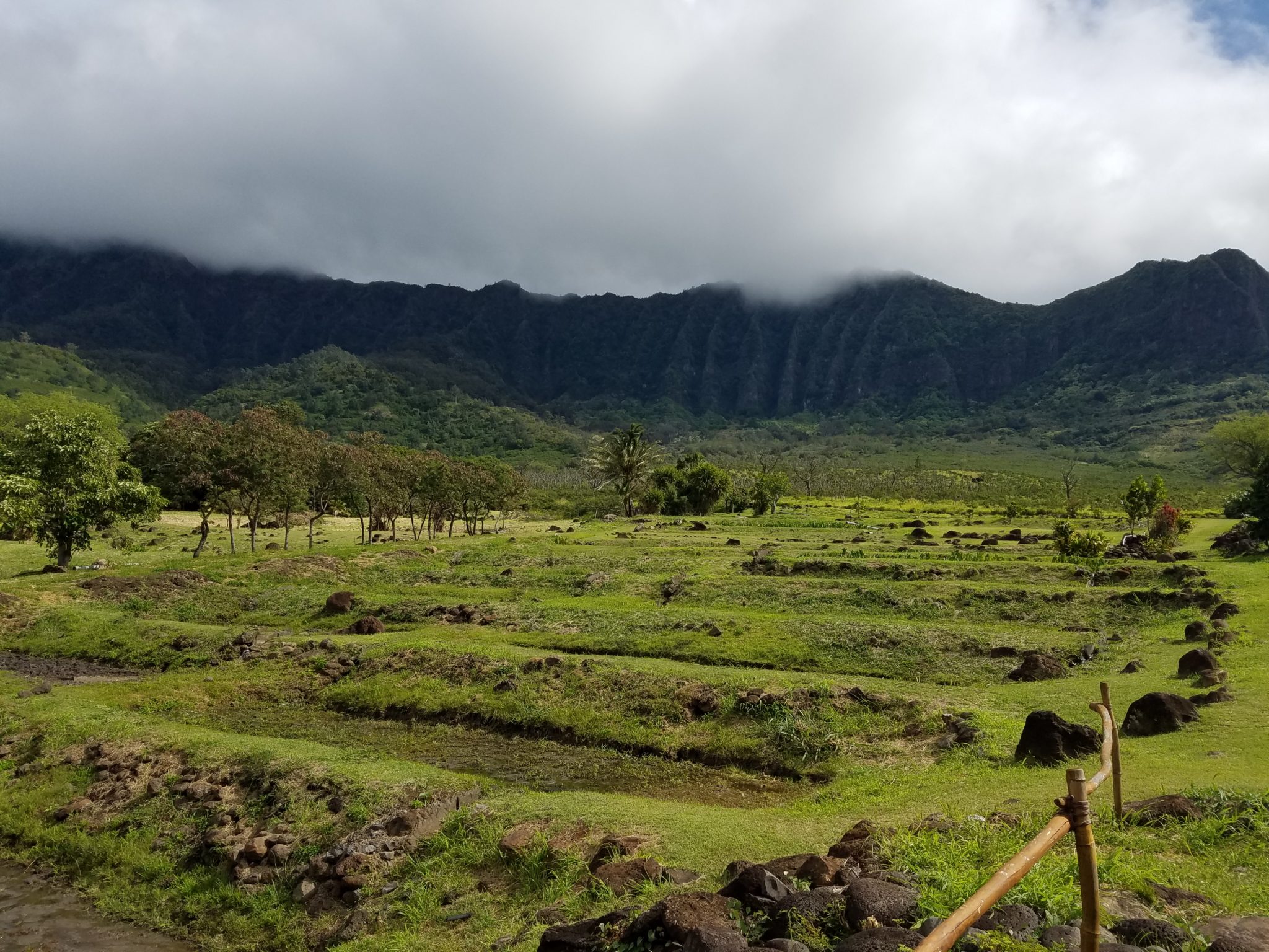 Taro Patches Are Classrooms For These Nanakuli Students - Honolulu ...