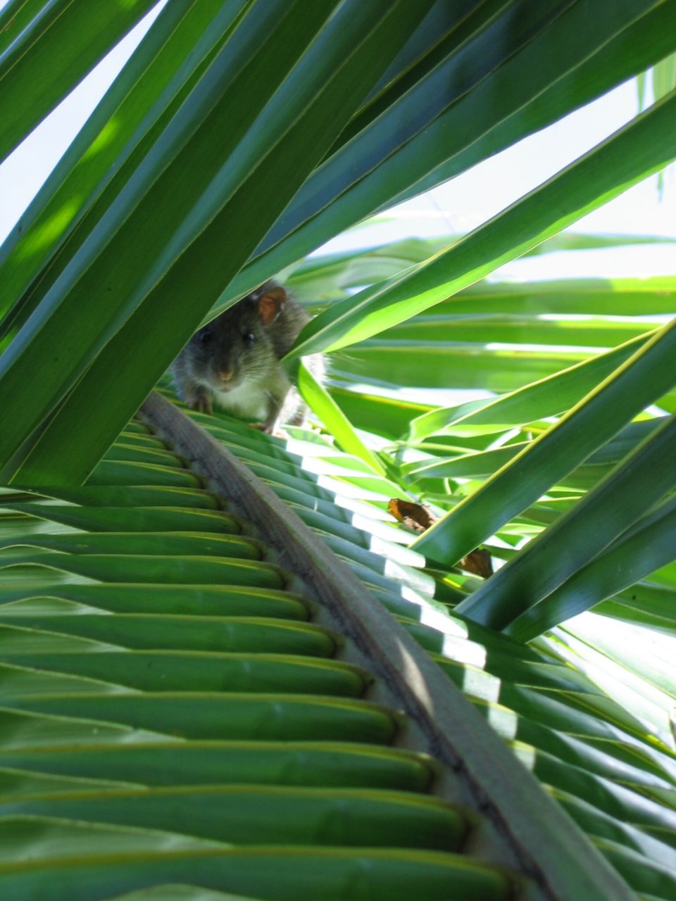 When Rats Were Wiped Out On This Island, So Were The Mosquitoes ...