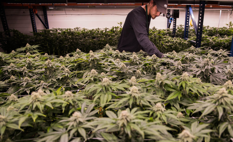 Black Market Weed Is Still The Buyer's Choice Over Legal Marijuana In ...