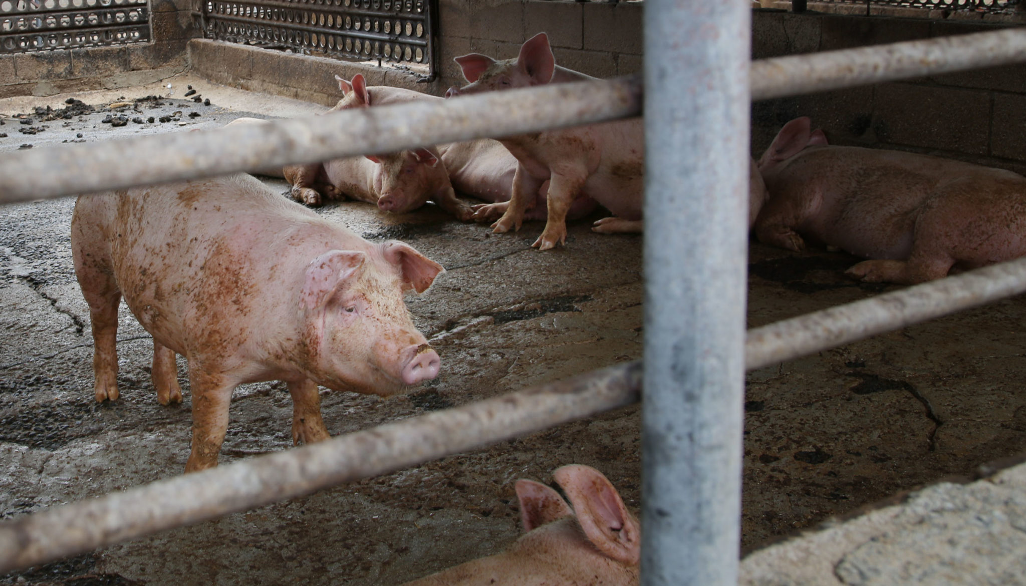 Oahu's $4 Million Food Fight - Honolulu Civil Beat