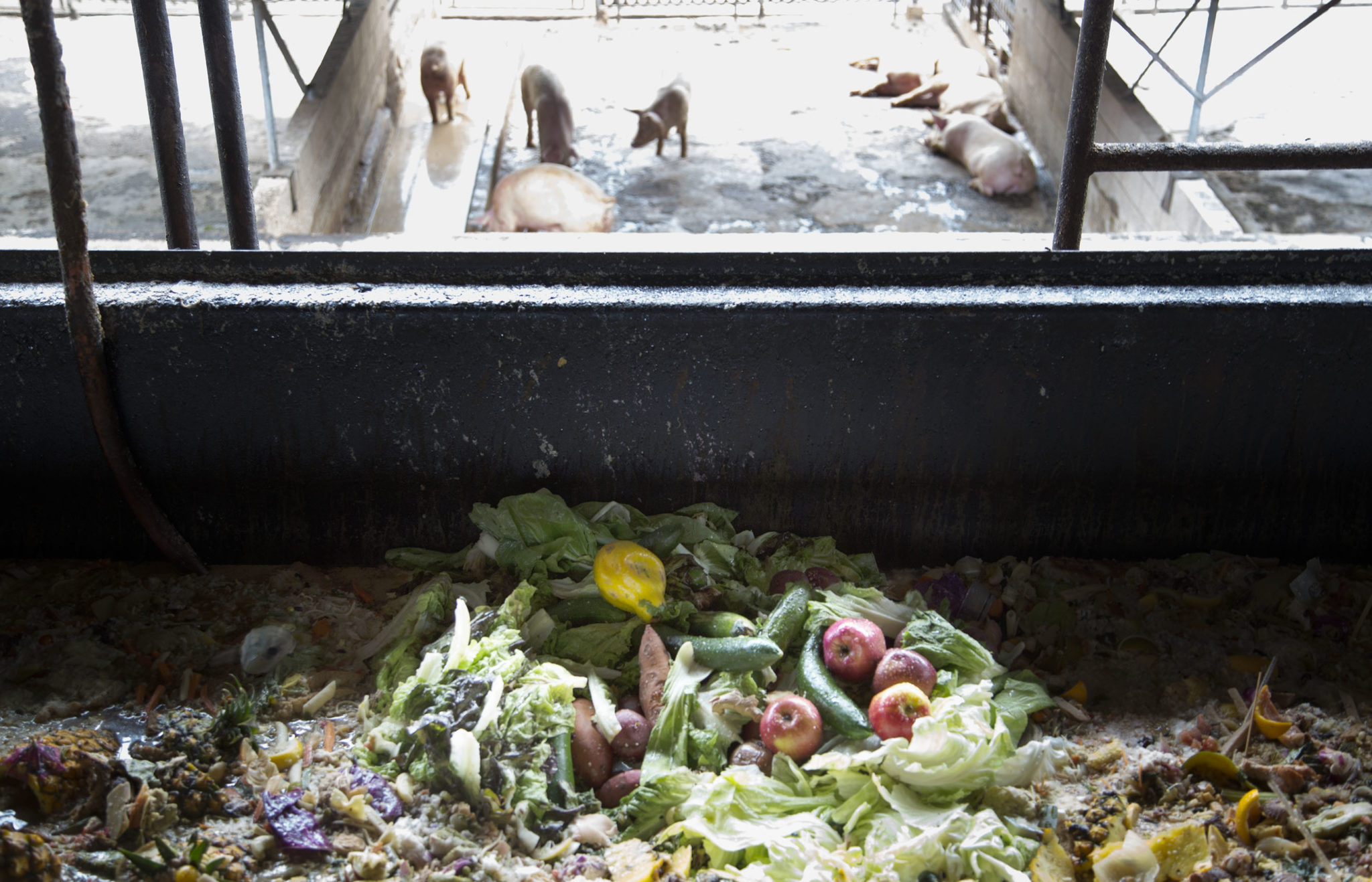 Oahu's $4 Million Food Fight - Honolulu Civil Beat