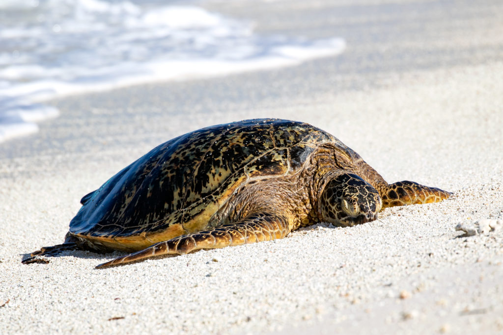 Survey Finds Sea Turtle Populations On The Rise - Honolulu Civil Beat