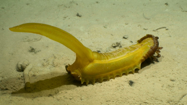We May Know Less About The Deep Sea Than The Moon. Should It Be Mined ...
