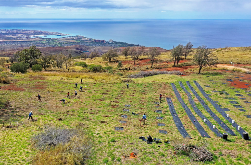 Neutralizing Our Carbon Footprint, One Tree At A Time - Honolulu Civil Beat