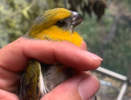 DLNR Releases 6 Palila Into Restored Forest - Honolulu Civil Beat