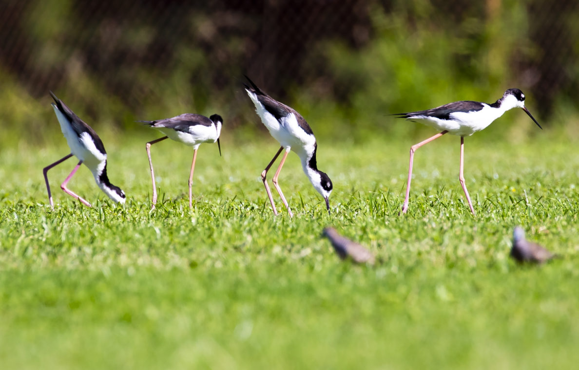 Will Political Uncertainty Force Hawaiʻi’s Native Birds ‘Into Oblivion ...