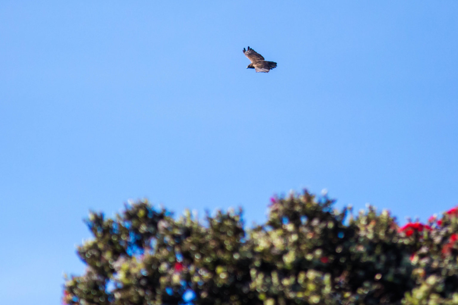 How The Endangered Hawaiian Hawk Became A Political Pawn - Honolulu ...