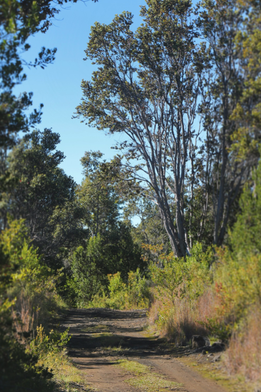We Can Have It All: Ag, Public Access And Forest Protection - Honolulu ...