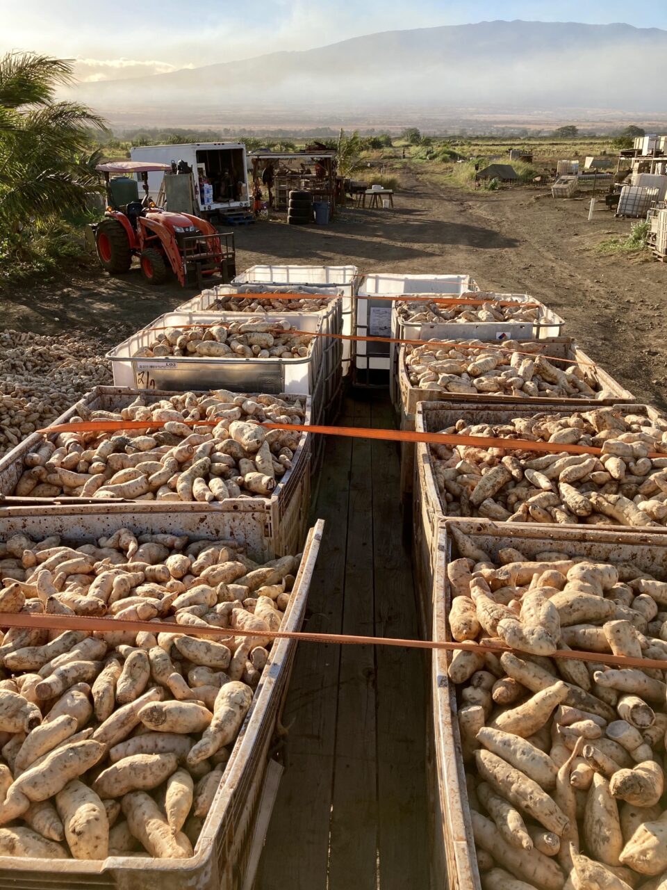 The Pandemic Is Changing How Hawaii Gets Its Food - Honolulu Civil Beat