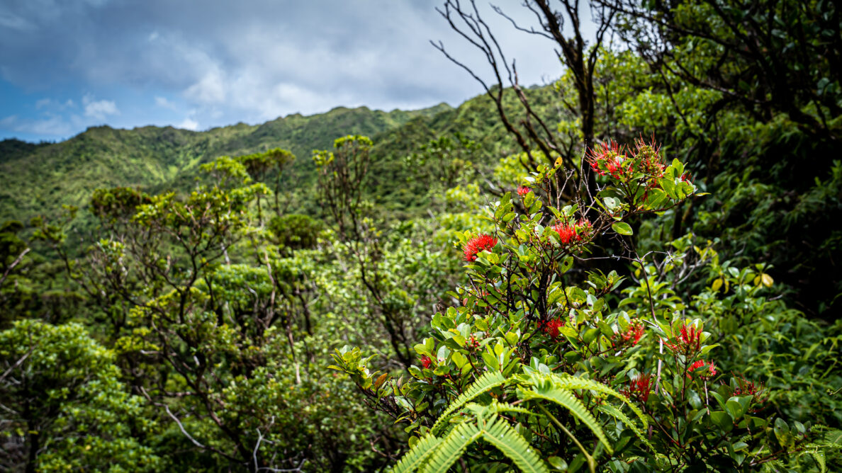How Efforts To Save Hawaii's Forests Are Preventing A 'Freshwater ...
