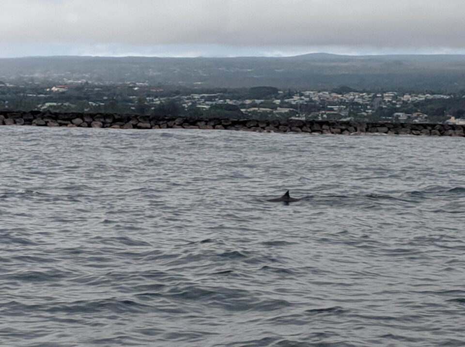 Fixing Century-Old Breakwater Could Bring Marine Life Back To Hilo Bay ...