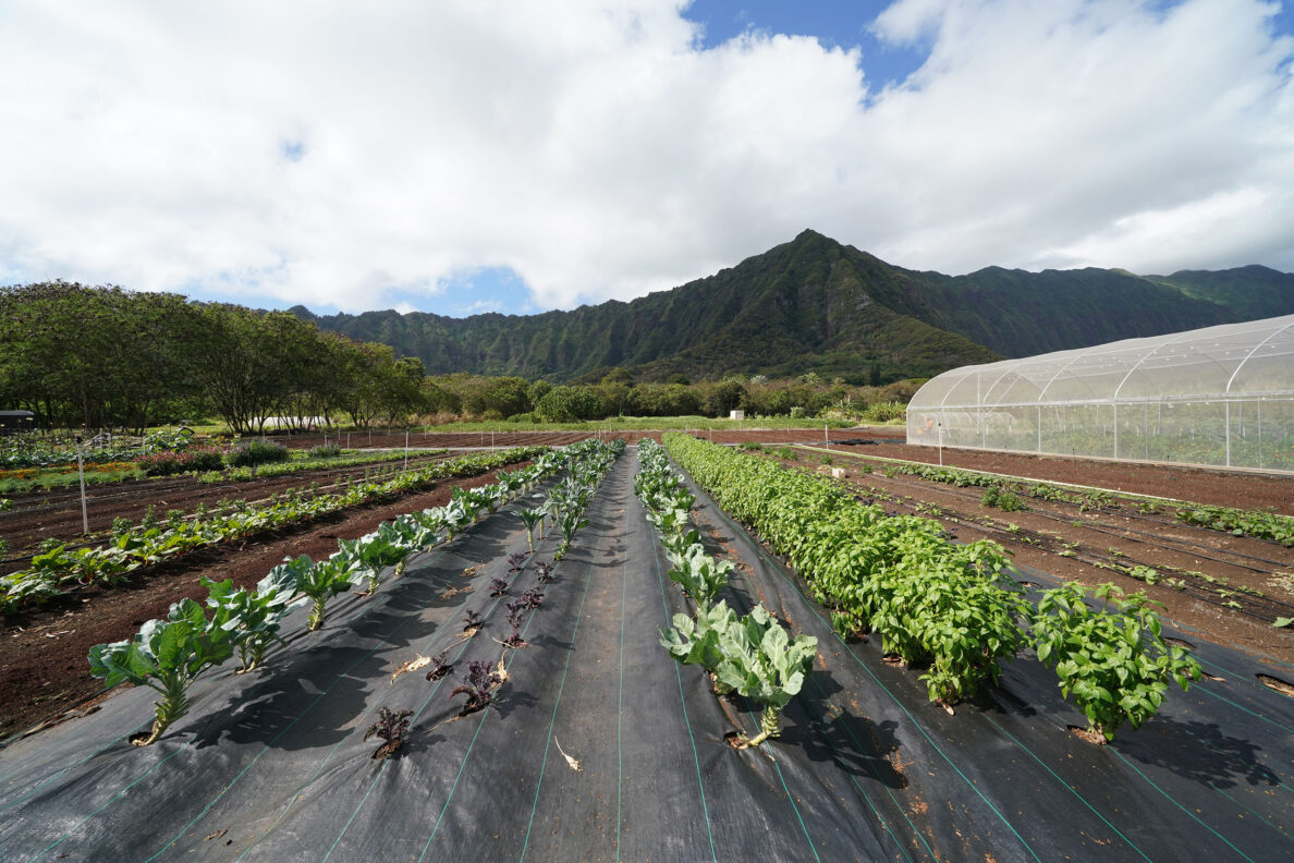 Why Hawaii Needs To Rethink Efforts To Increase Local Food Production ...
