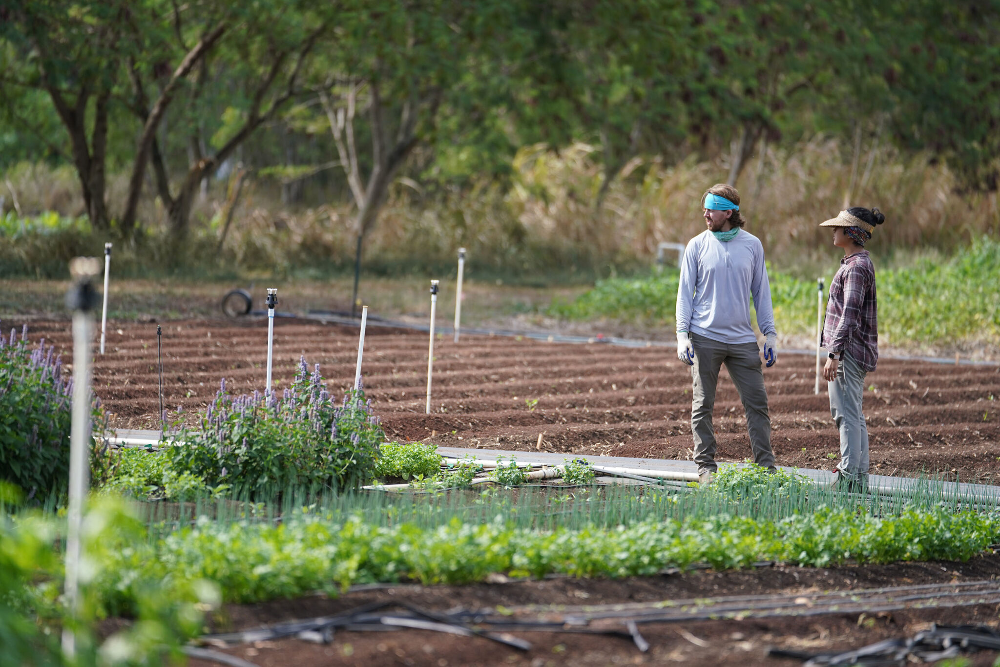 New Ag Park Aims To Let Kauaʻi Farmers 'Just Focus On Farming ...