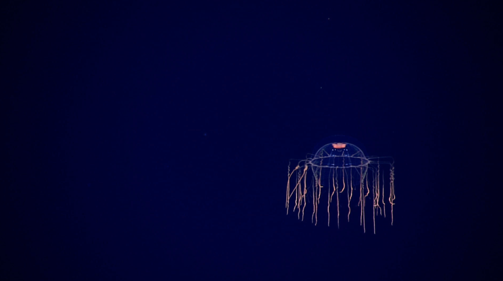 Let's Honor Our Pacific Marine Monuments By Building On Their Legacy ...