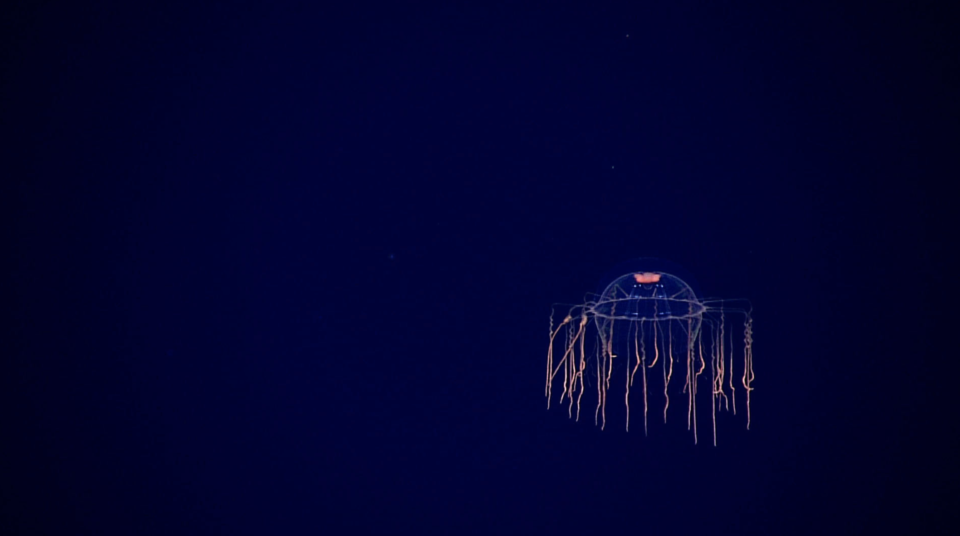Let's Honor Our Pacific Marine Monuments By Building On Their Legacy ...