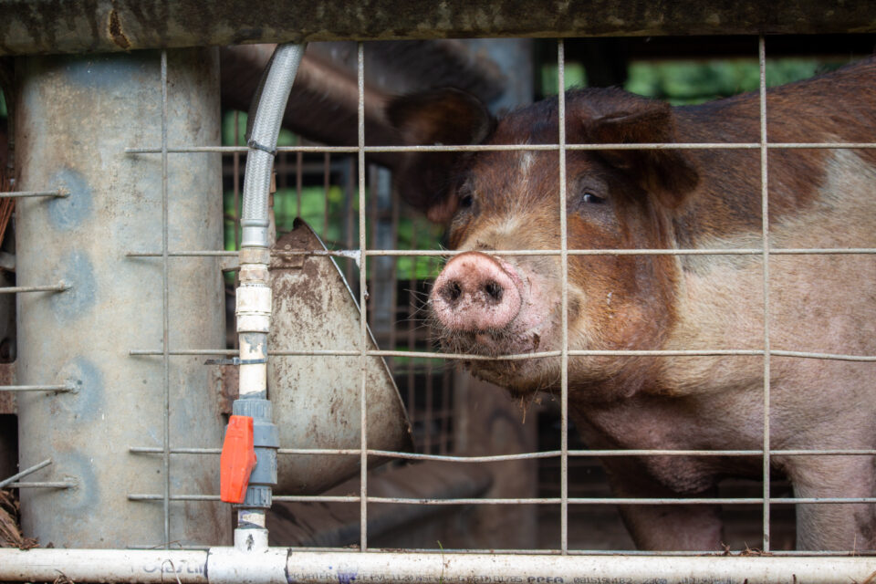 Oahu's Pig Farmers Want To Change The Conversation On Food Security ...