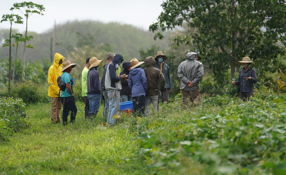 5 Ways To Help Hawaii Farmers In 2022 - Honolulu Civil Beat