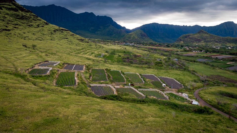 The State Does A Lot To Help Farmers In Hawaii. But It's Not Enough ...