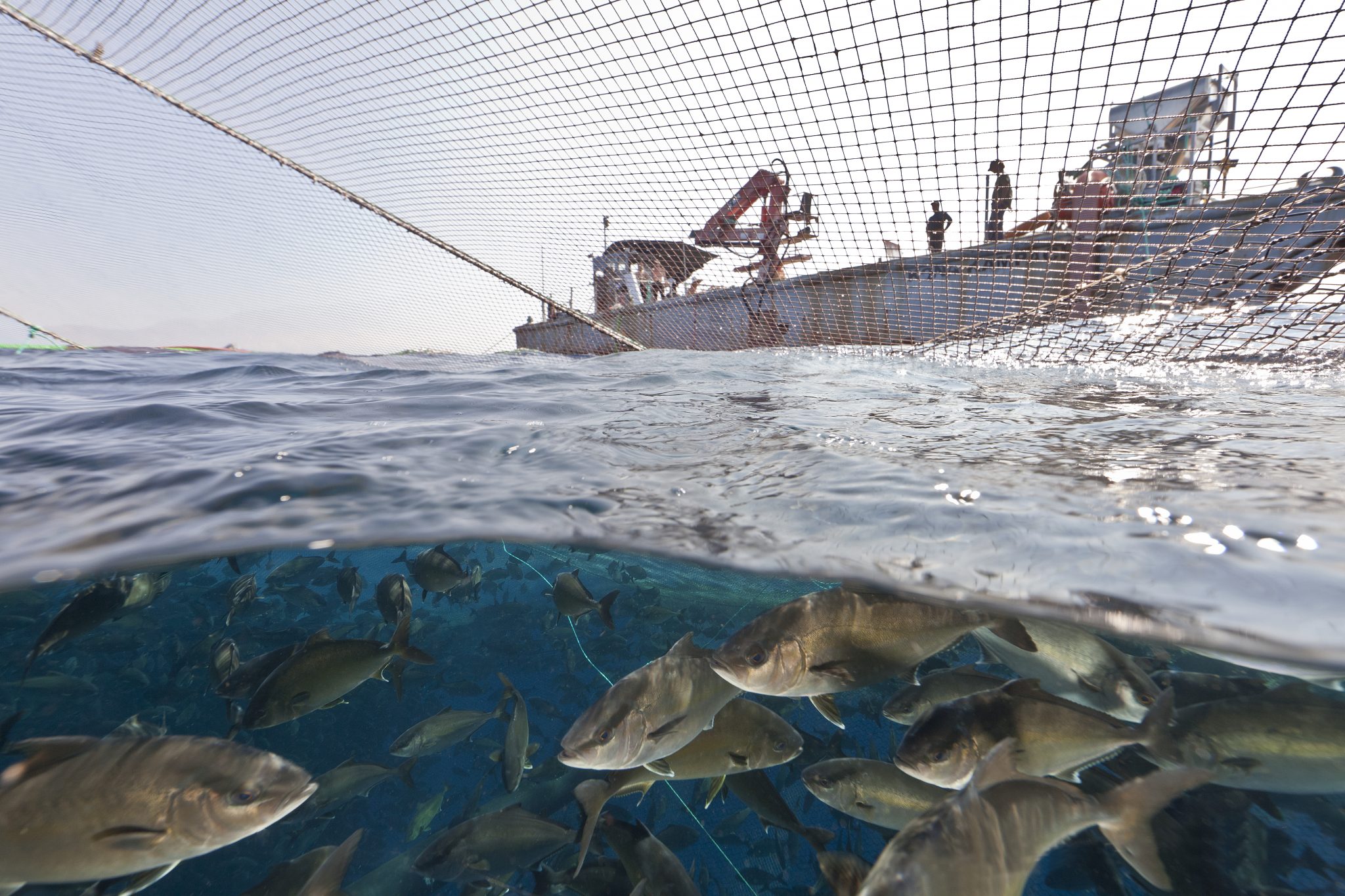 Big Island Finfish Farm Hopes To Lead The Way In Sustainable ...